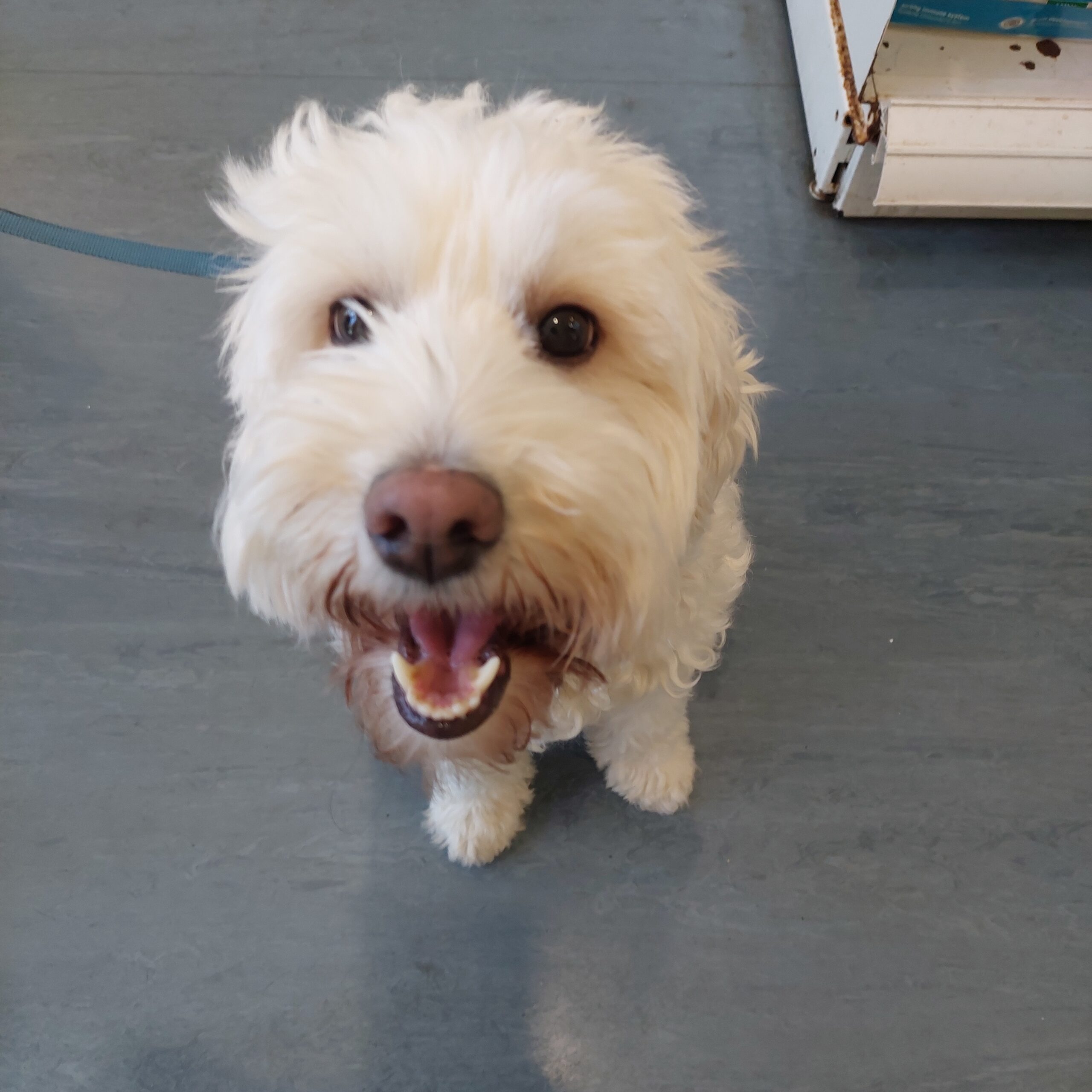 We provide 100% money back guarantee for your puppy – Cedar Lilie ...