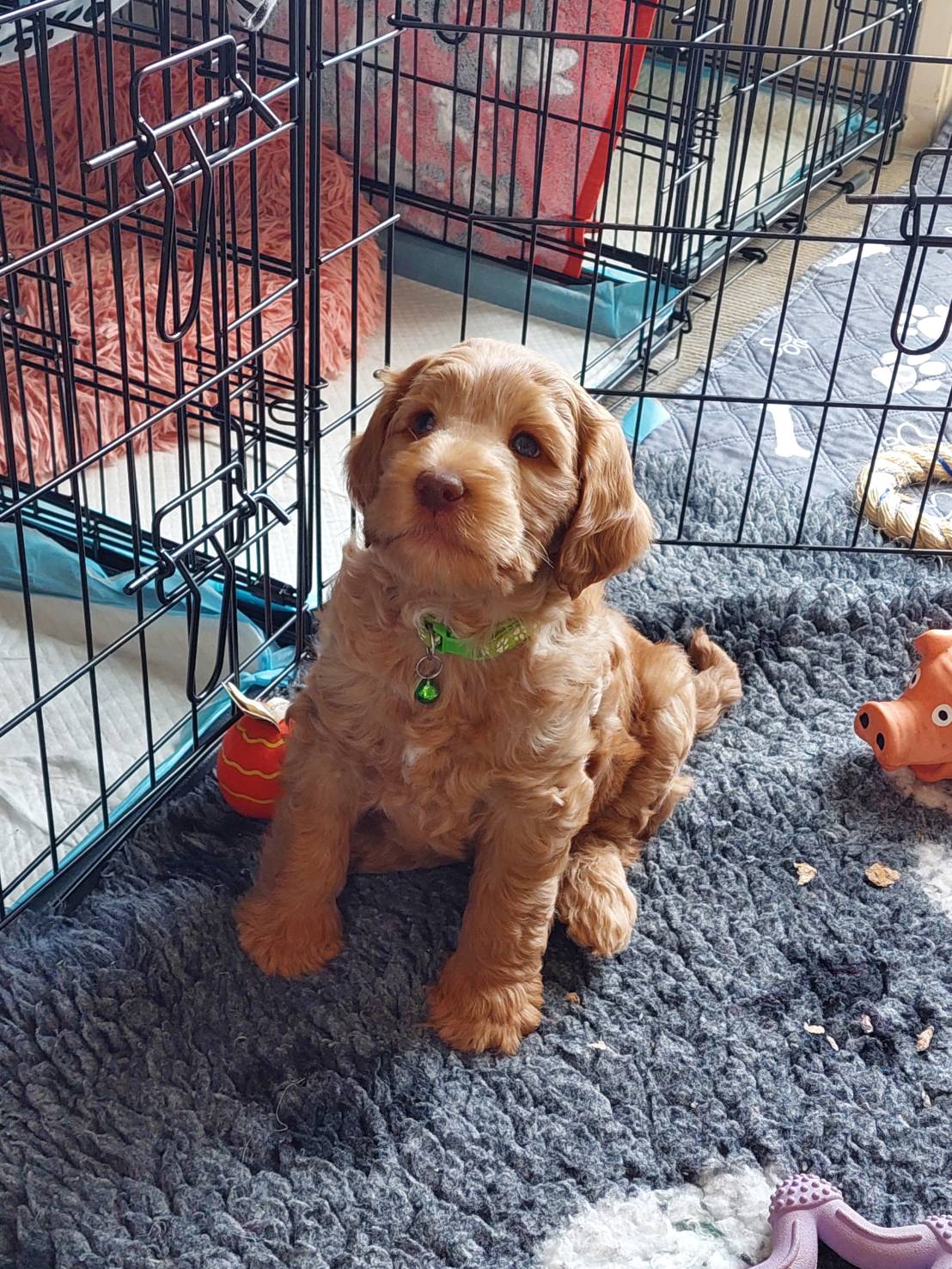 Puppy availability – Cedar Lilie Australian Cobberdogs